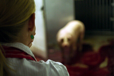 Ökofilmtour: "Wir und das Tier - Ein Schlachthausmelodram" | Brandenburgische Landeszentrale für ...